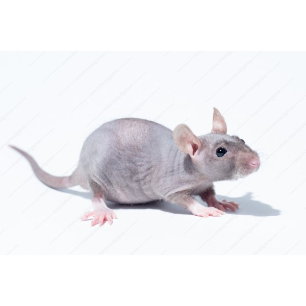 Comprar Rata Calva - Ratas Egipcias | Animales exóticos | Mascotas Algama